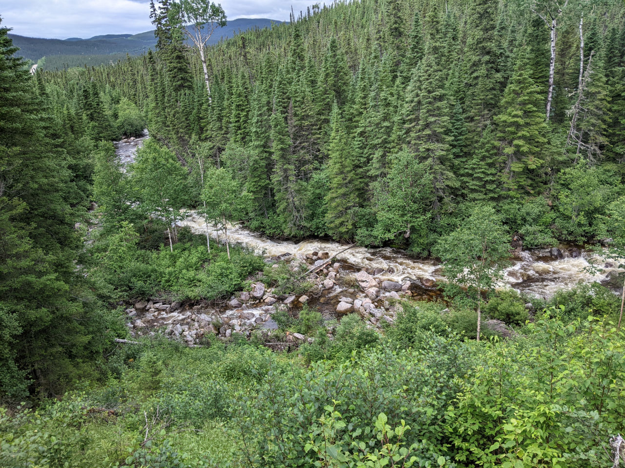 Global Change and Forest Insects Research Group